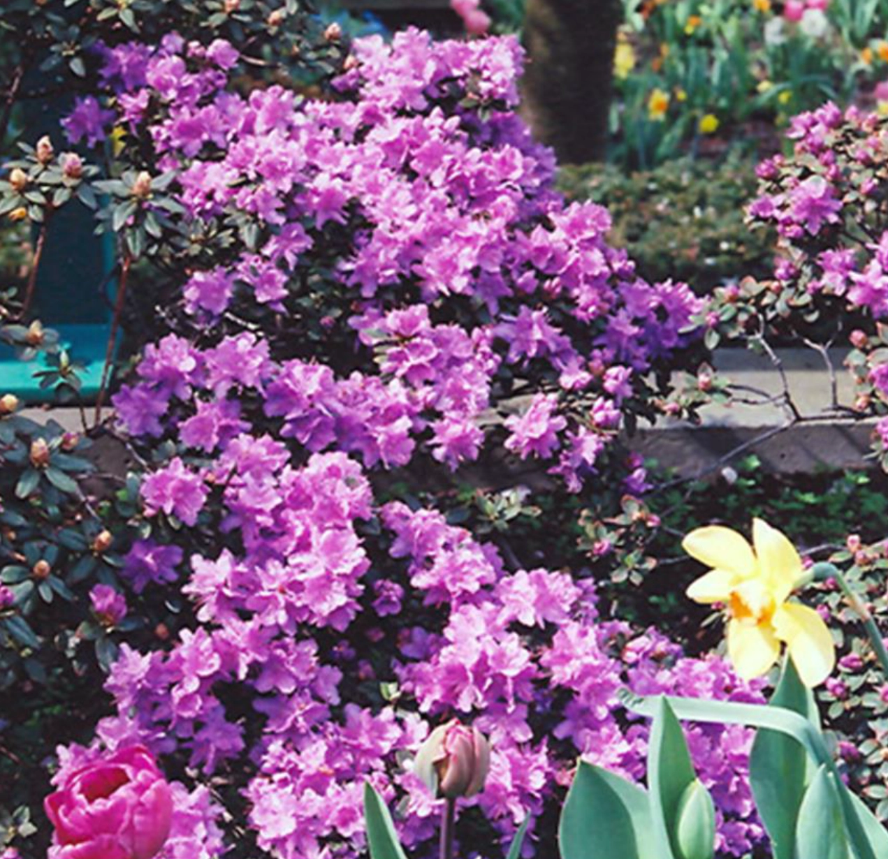 Azaleas & Rhododendrons - Jensen’s Nursery and Garden Centre