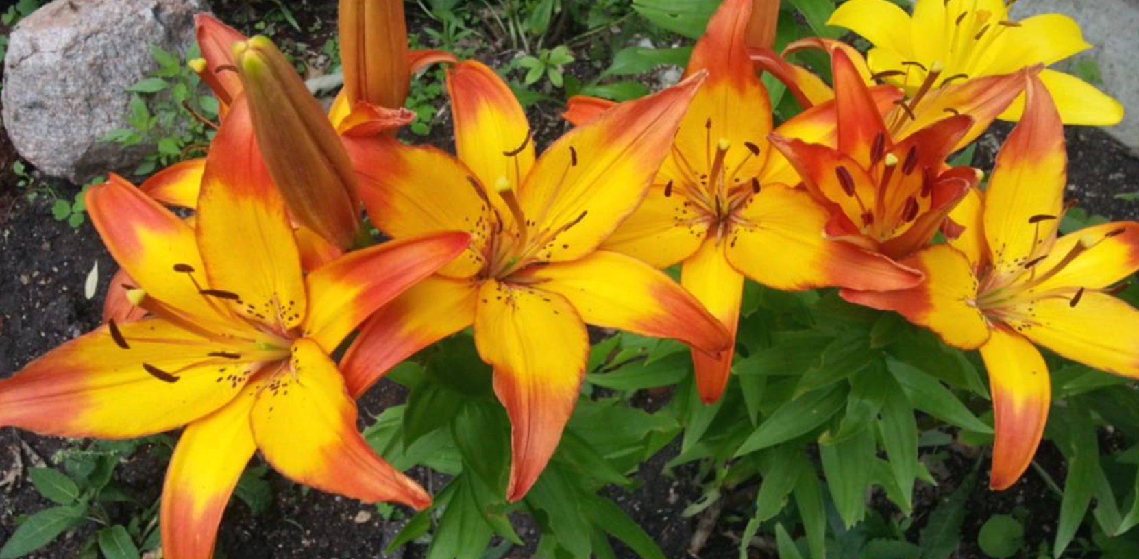 Homemade Remedies - Jensen’s Nursery and Garden Centre