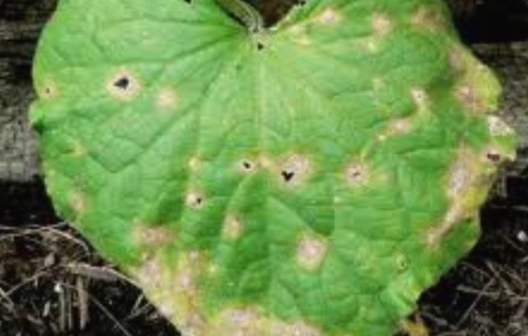 Dormant Oil for Insect and Fungus control - Jensen’s Nursery and Garden ...