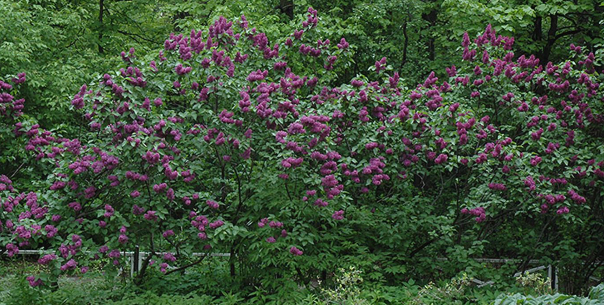 Living Screens - Jensen’s Nursery and Garden Centre