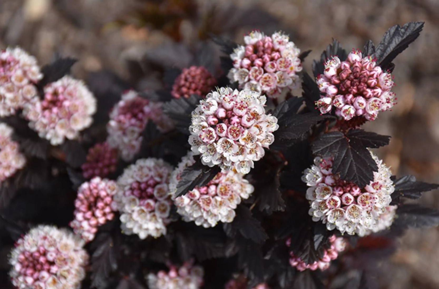 Ninebarks - Jensen’s Nursery and Garden Centre