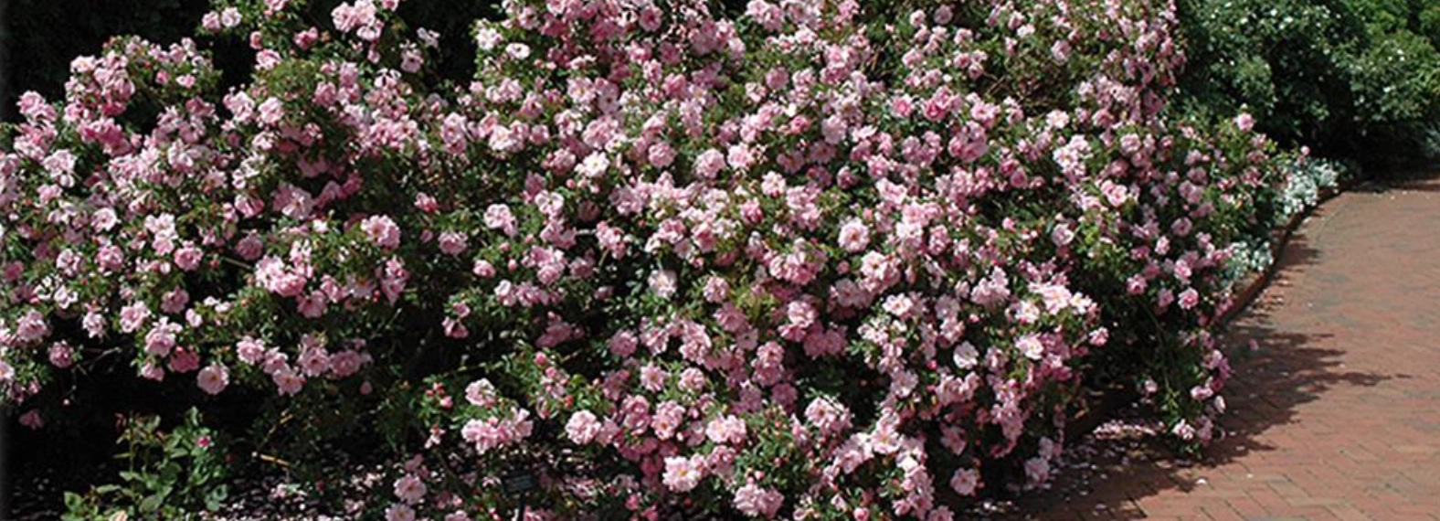 Roses - Jensen’s Nursery and Garden Centre