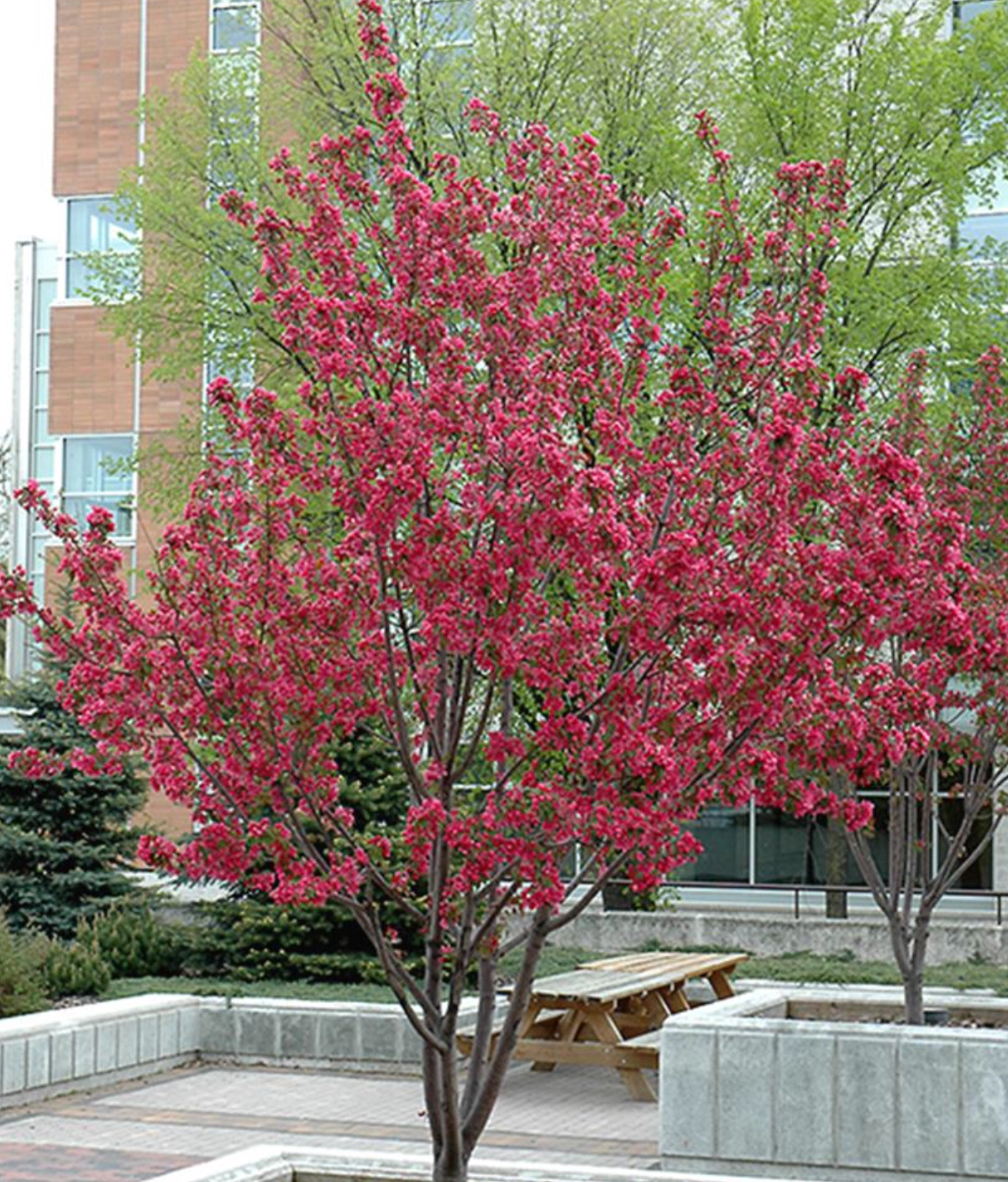 Rosyblooms - Jensen’s Nursery and Garden Centre