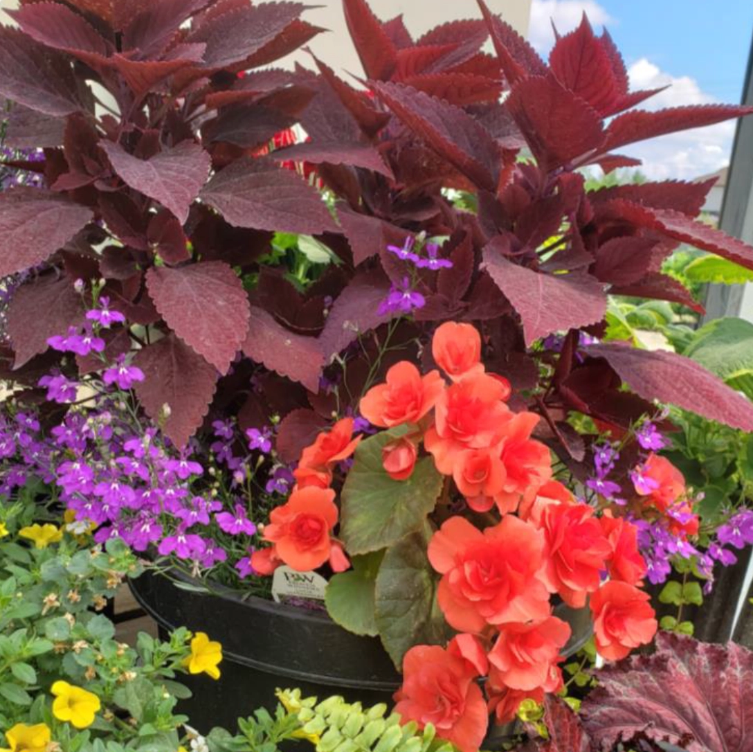 Container Gardening - Jensen’s Nursery and Garden Centre